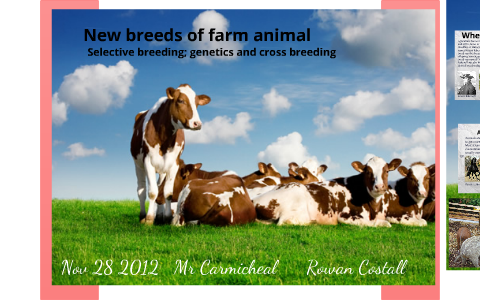 New breeds of farm animals ( Selective breeding ; genetics and cross ...