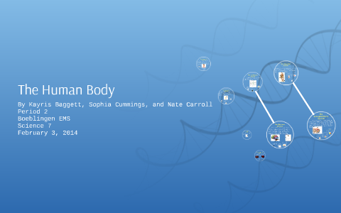 The Human Body by KSN BCC on Prezi