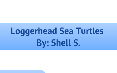 Loggerhead Sea Turtles by Tim Deboom on Prezi