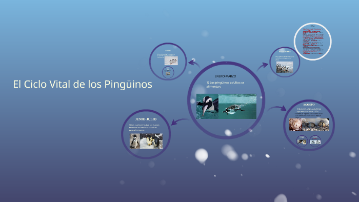 El Ciclo Vital de los Pingüinos by on Prezi