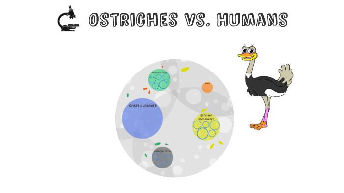 Ostriches vs. Humans by Megan Thomas on Prezi