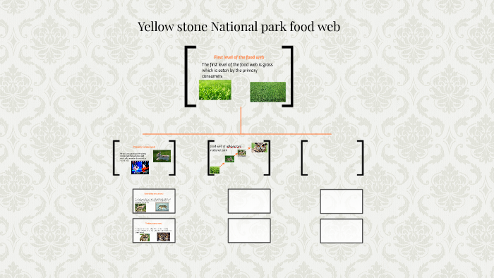 Yellow stone National park food web by John Longhauser on Prezi