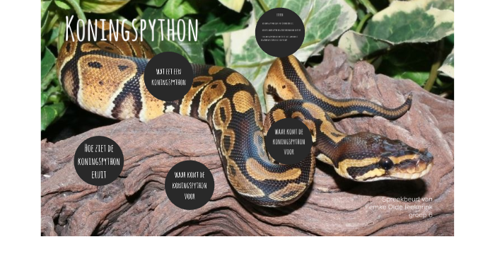 Koningspython spreekbeurt by Femke Olde Riekerink on Prezi