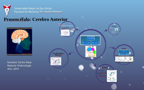 Prosencefalo: Cerebro Anterior by Chaly Nava on Prezi