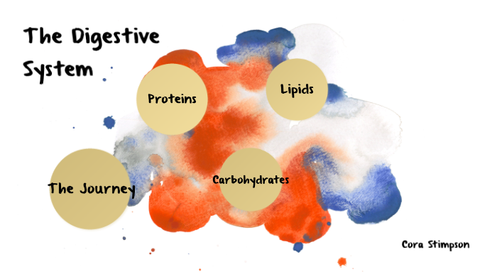 The Digestive System by Cora Stimpson on Prezi