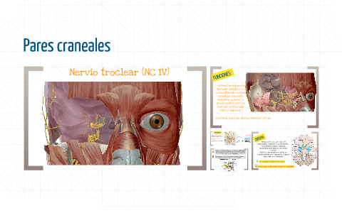 Nervio Troclear NC IV by Cinthya Pichardo on Prezi