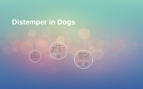 Distemper in Dogs by Grace Cusick