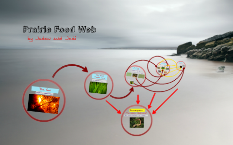 Prairie Food Web by Jedidiah Cleto on Prezi
