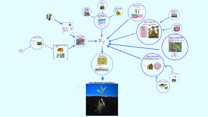 ELS TEIXITS VEGETALS by ana belén pareja on Prezi