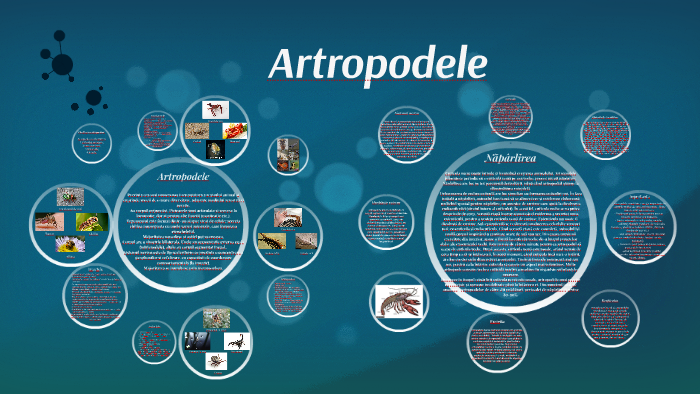 Artropodele by Adriana Paun on Prezi