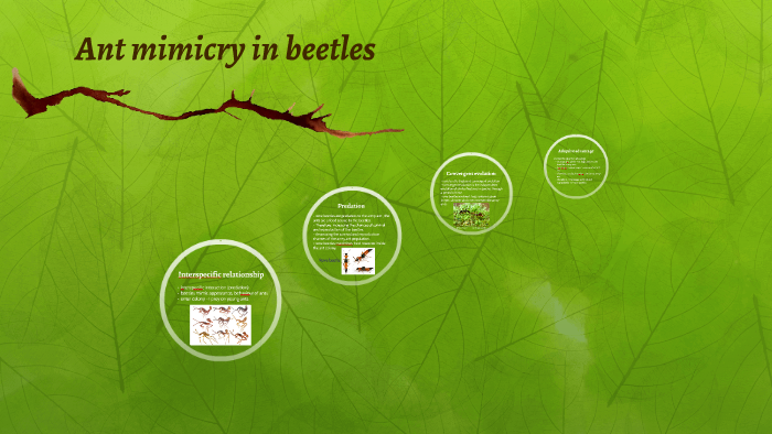 Ant mimicry in beetles by Lily Zheng