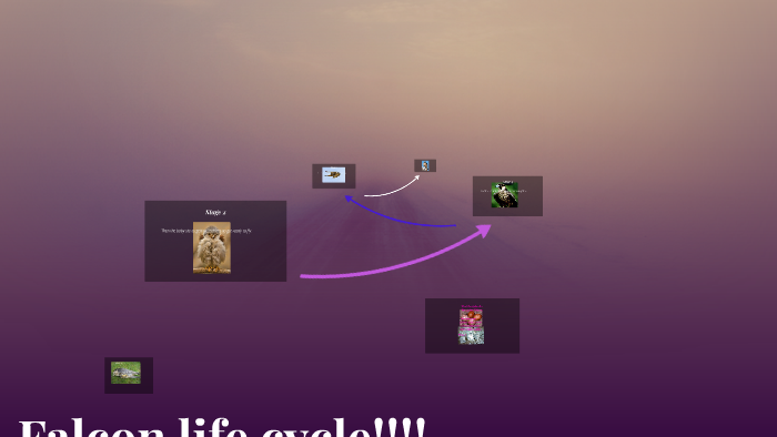 The life cycle of a Peregrine Falcon. by Erick Calzada on Prezi
