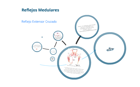 Reflejos Medulares by jose kaden castulo on Prezi