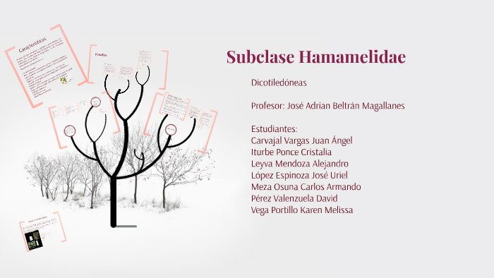Subclase Hamemelidae by Uriel Espinoza on Prezi