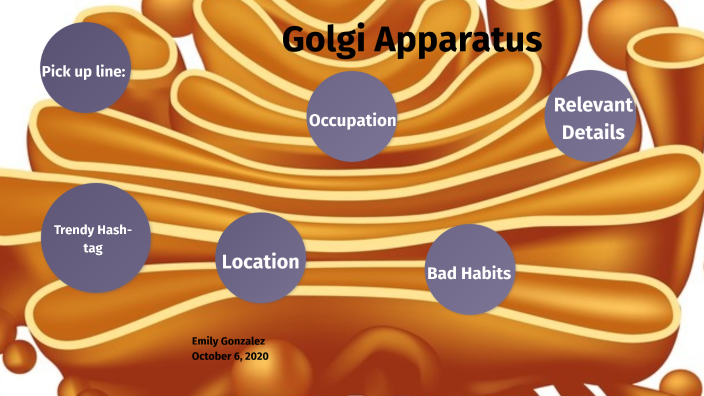 Golgi Body Location