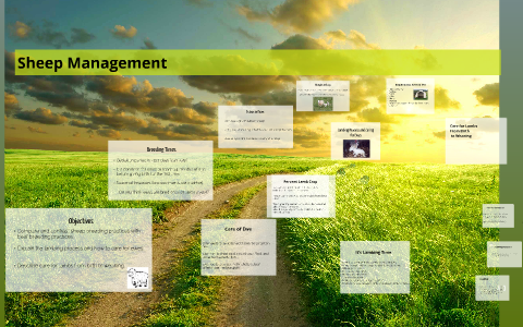 Agriculture Science, Animal Science, Sheep Management by Kirsten Blackford