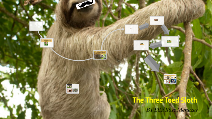 The Three Toed Sloth by Ellarose Menezes on Prezi