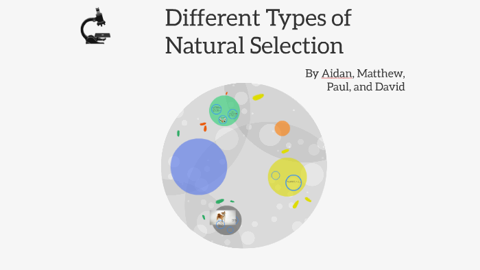 Different Types of Natural Selection by paul carr on Prezi