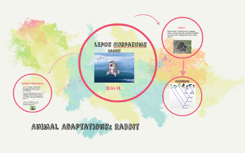Lepus Curpaeums by Erin Henton on Prezi
