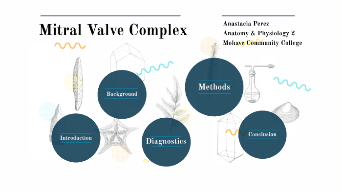 Human Mitral Valve Complex by Anastacia Perez on Prezi