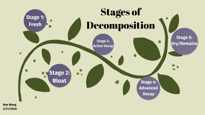 Timeline of Decomposition by Nina Wang on Prezi