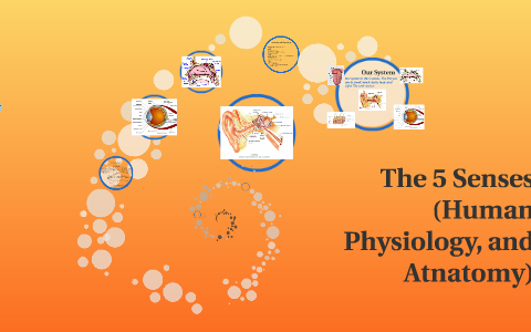 The 5 Senses (Human Physiology, and Atnatomy) by Madison Arnold on Prezi