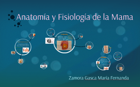 Anatomía de la mama by fer zamora on Prezi