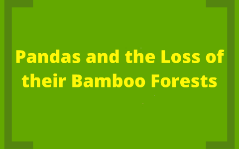 Pandas and the Loss of Bamboo Forests by Kayla May on Prezi