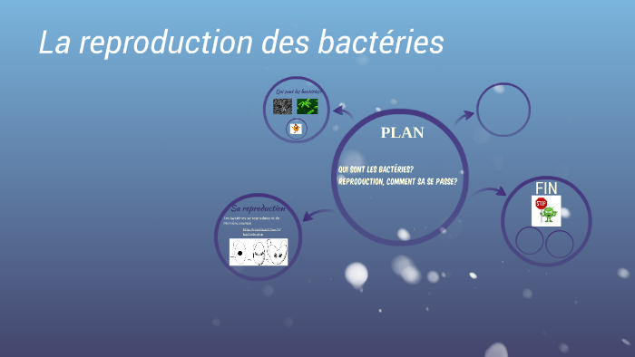 La reproduction des bactéries by camelia bouamrani on Prezi