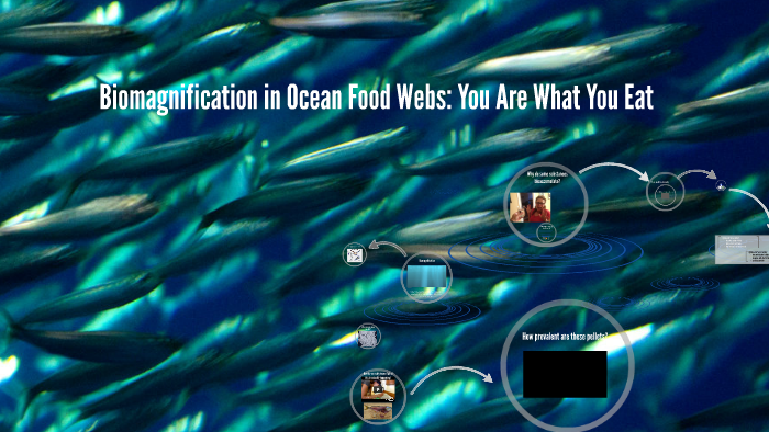 Biomagnification in Ocean Food Webs: You are What You Eat by Monterey ...