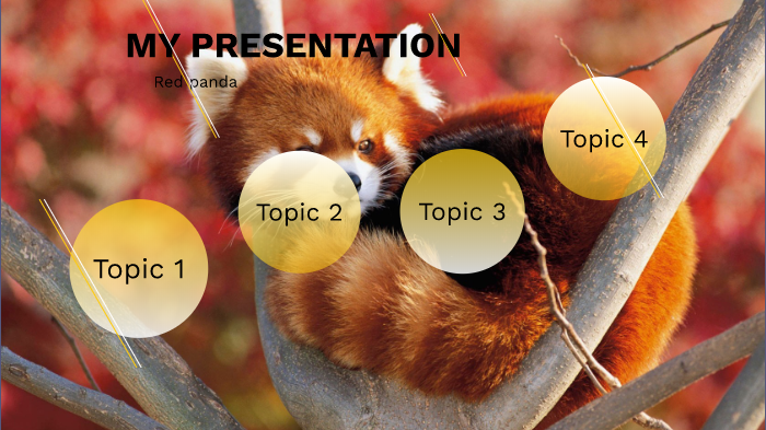 red pandas by chase ensminger on Prezi