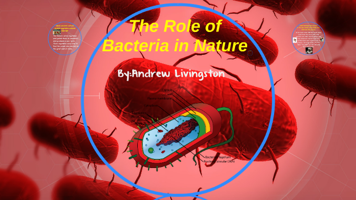 The Role of Bacteria in Nature by Andrew Livingston bruh!!!! on Prezi