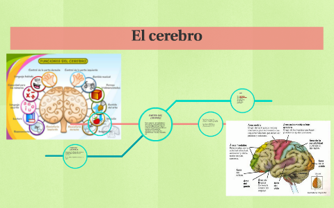 El Cerebro By Ale X Islas Saldivar On Prezi