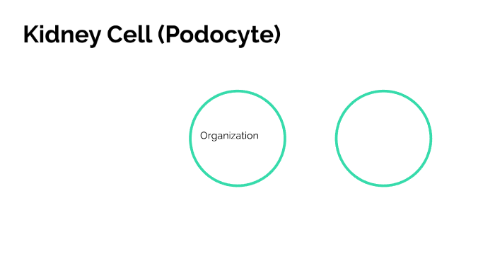 Specialized Cell Project by on Prezi