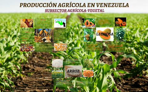 PRODUCCIÓN AGRÍCOLA EN VENEZUELA by Eduardo Pineda on Prezi