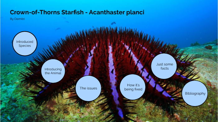 Crown of thorns Starfish by demitri d on Prezi