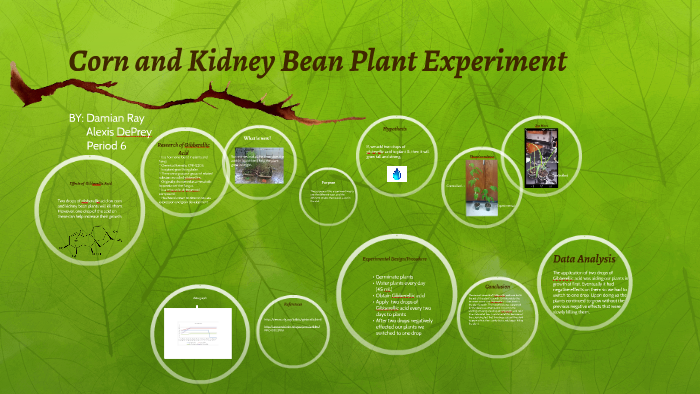 Corn and Kidney Bean Plant Experiment by Alexis DePrey