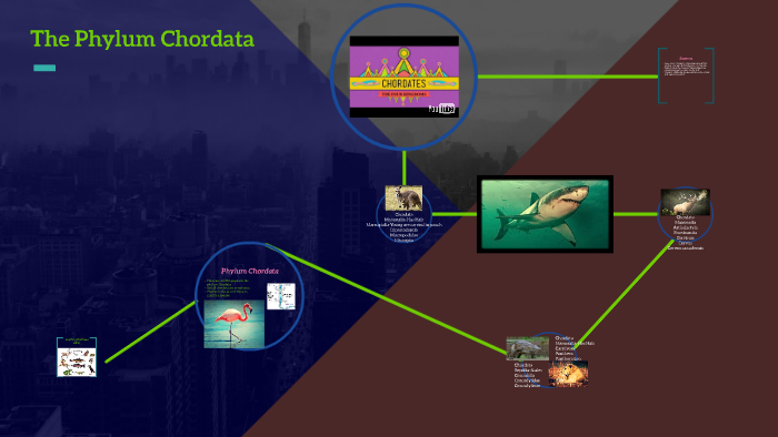 The Phylum Chordata by Ethan Snider