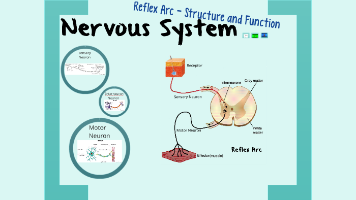 Types of Neurons + Reflex Arc by Amoebe Cha on Prezi