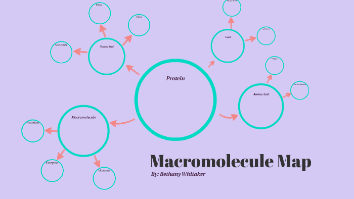Macromolecule Map by Bethany Whitaker on Prezi