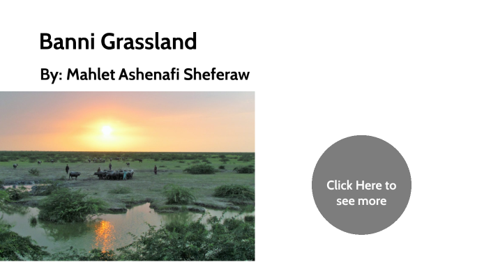 Banni Grassland by Mahlet Sheferaw on Prezi