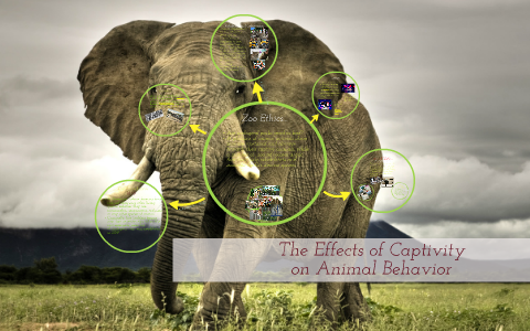 The Effects of Captivity on Animal Behavior by Moriah Dadson on Prezi