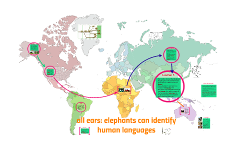 all ears: elephants can identify human languages by skylar vernon on Prezi