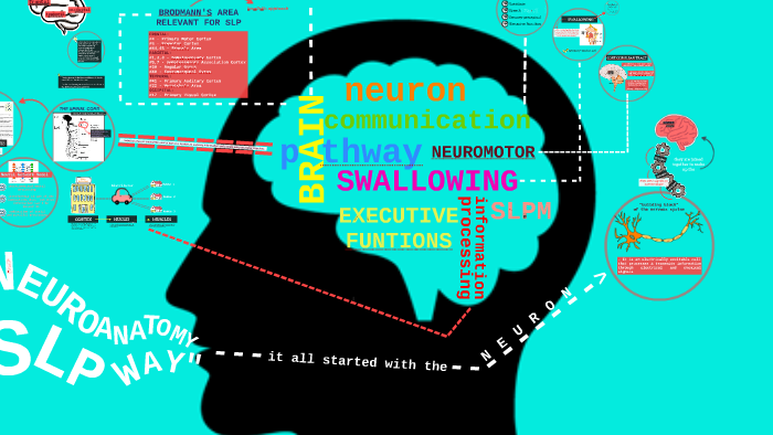 NEUROANATOMY; THE SLP WAY by Blance Tiu on Prezi