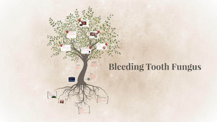 Bleeding tooth Fungus by Cindy Kunde on Prezi