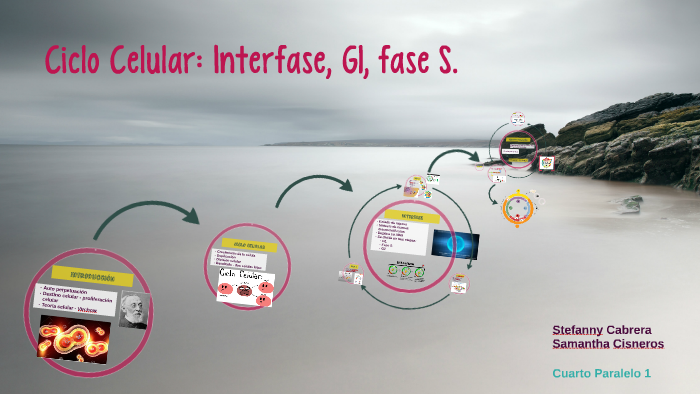 Ciclo Celular: Interfase, G1, fase S. by Stefanny Cabrera on Prezi