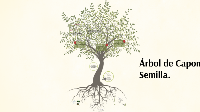 Árbol de Capomo by Noemi Zavala on Prezi