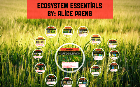 Ecosystem essentIals by Alice Paeng on Prezi