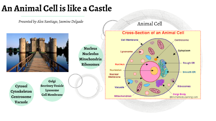 An Animal Cell is like a Castle by Alex Santiago on Prezi