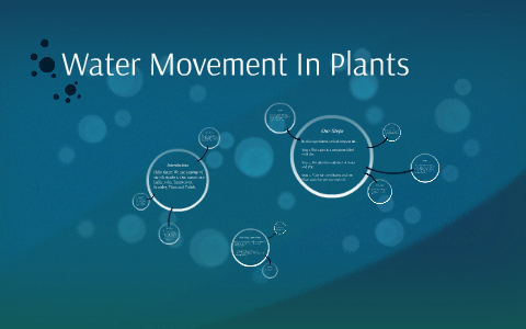 Water Movement in Plants by Akilah Clarke on Prezi